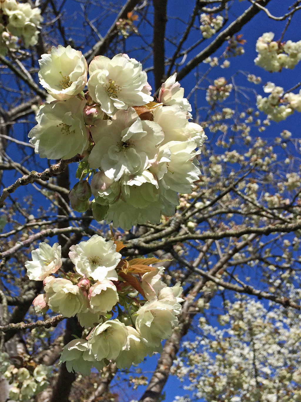Six Blossom Trees – Susan Rushton