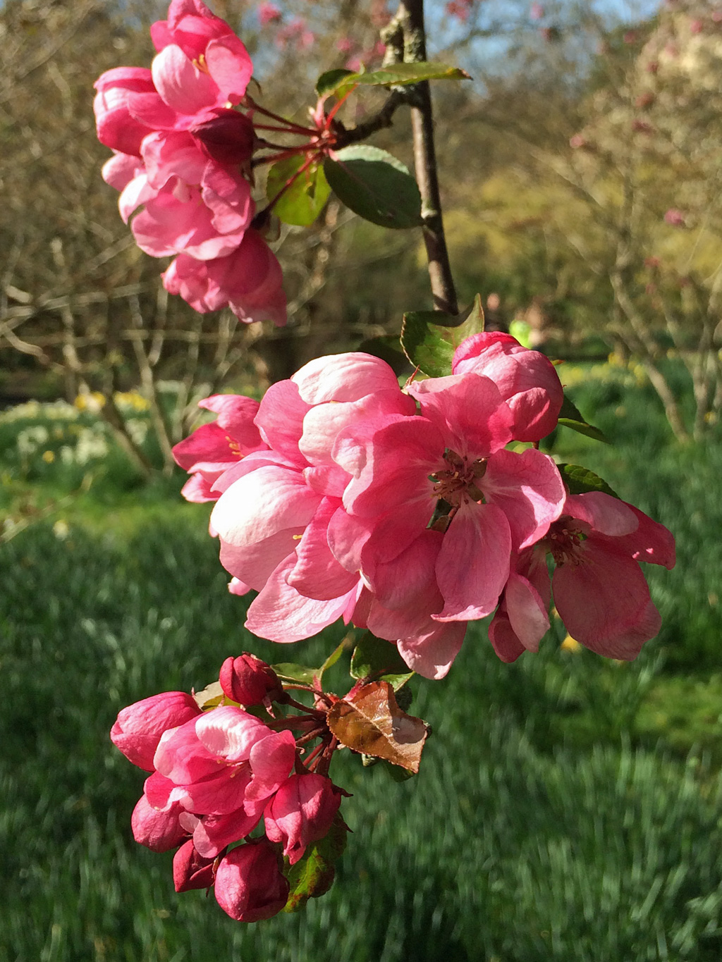 Six Blossom Trees – Susan Rushton