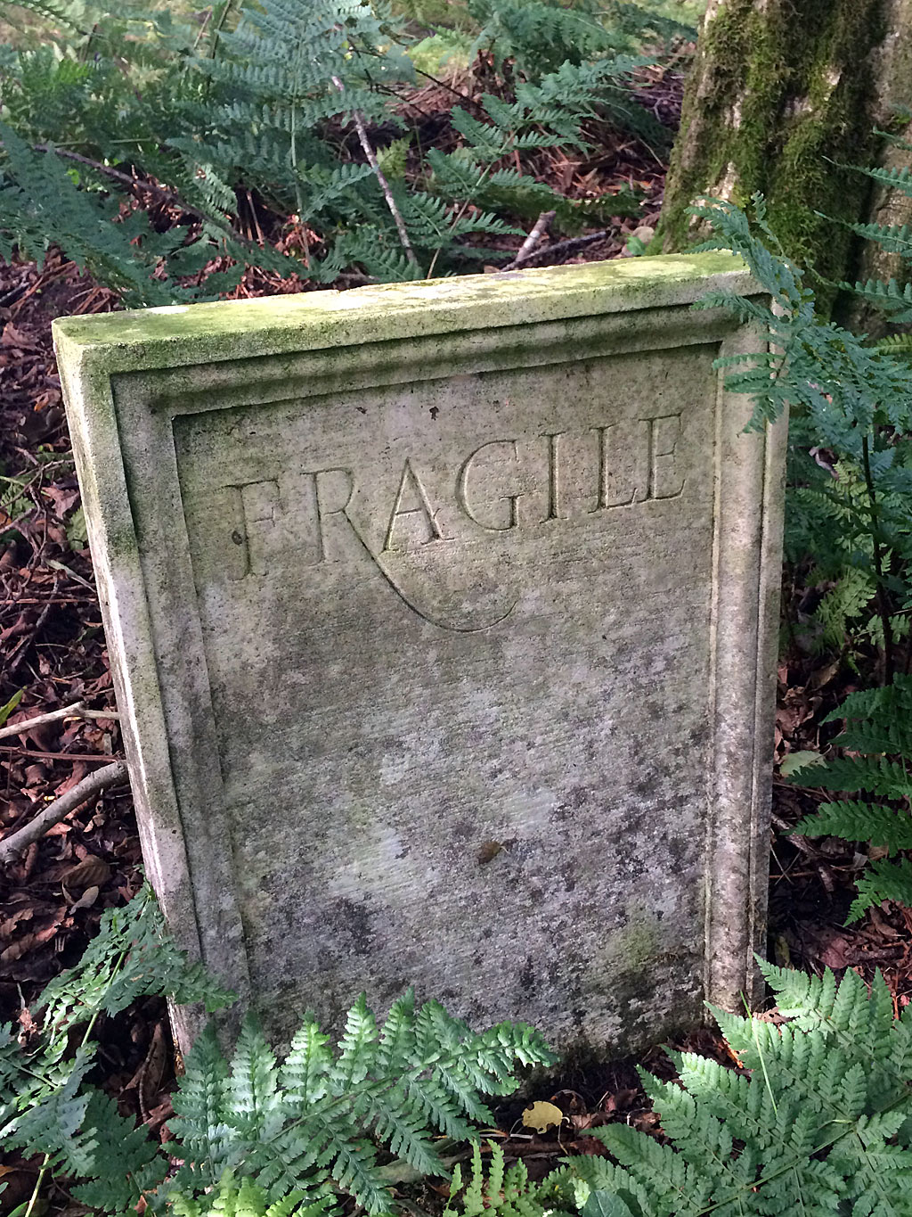 Fragile – Susan Rushton