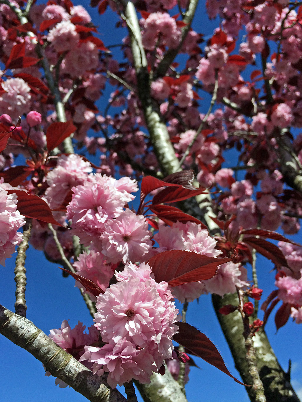 Six Blossom Trees – Susan Rushton