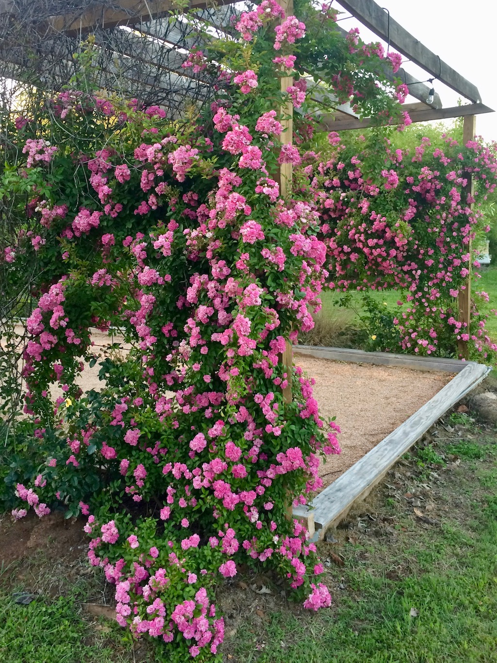 Prolific Shrub And Rambler Roses – Susan Rushton