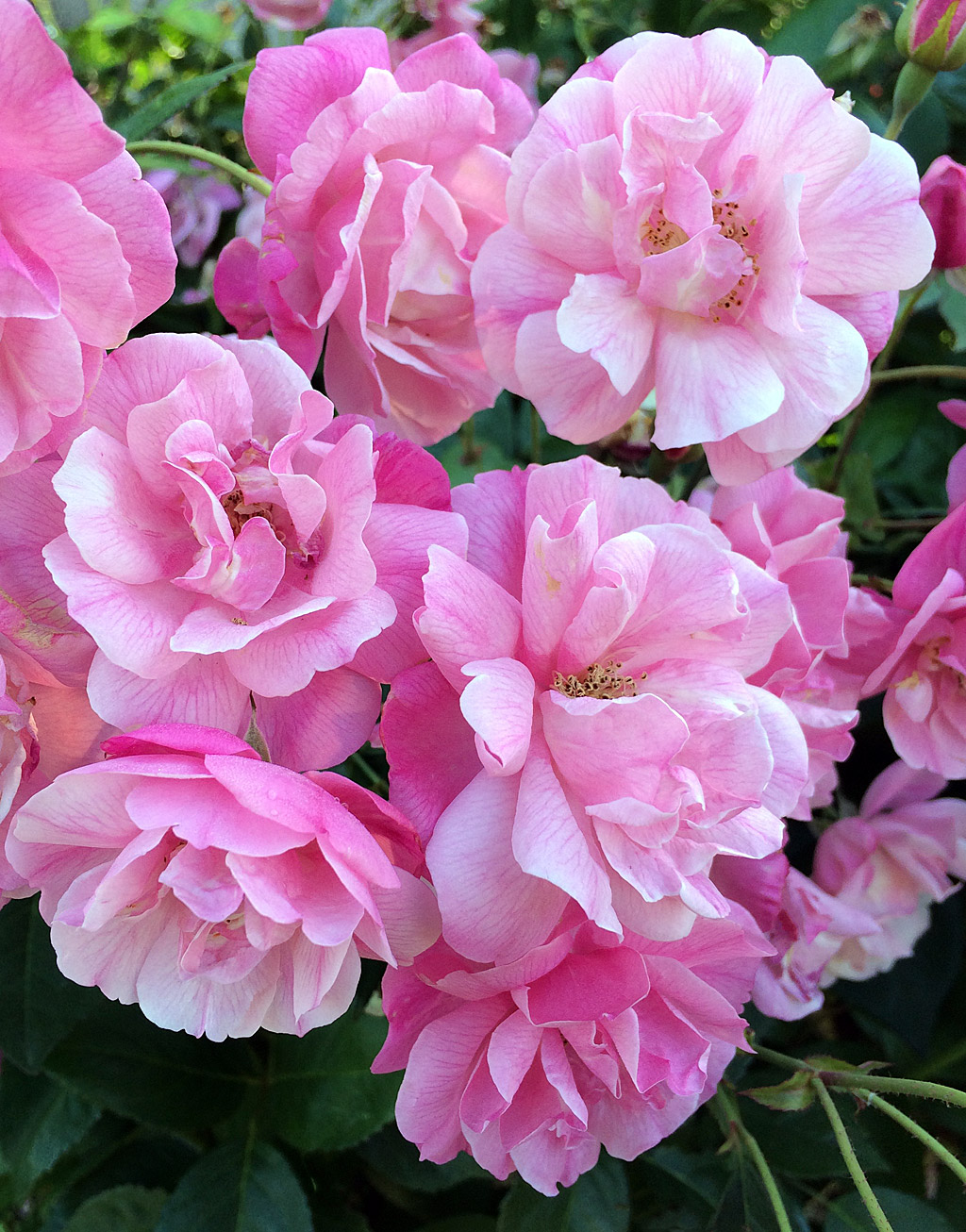 Prolific Shrub And Rambler Roses – Susan Rushton