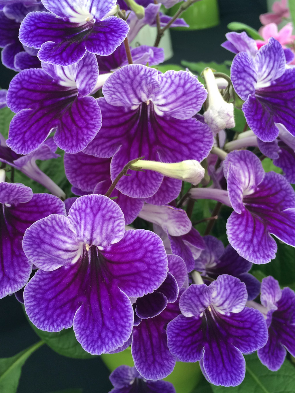 A Streptocarpus Fashion Parade (Cape Primroses) – Susan Rushton