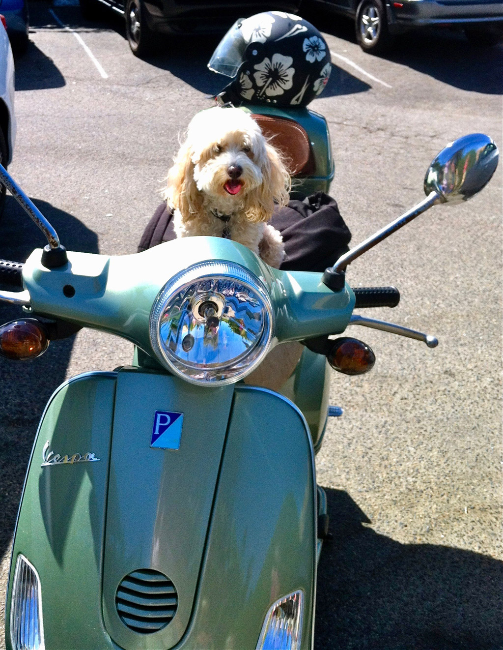 California Style: Vespa, Helmet and Dog – Susan Rushton