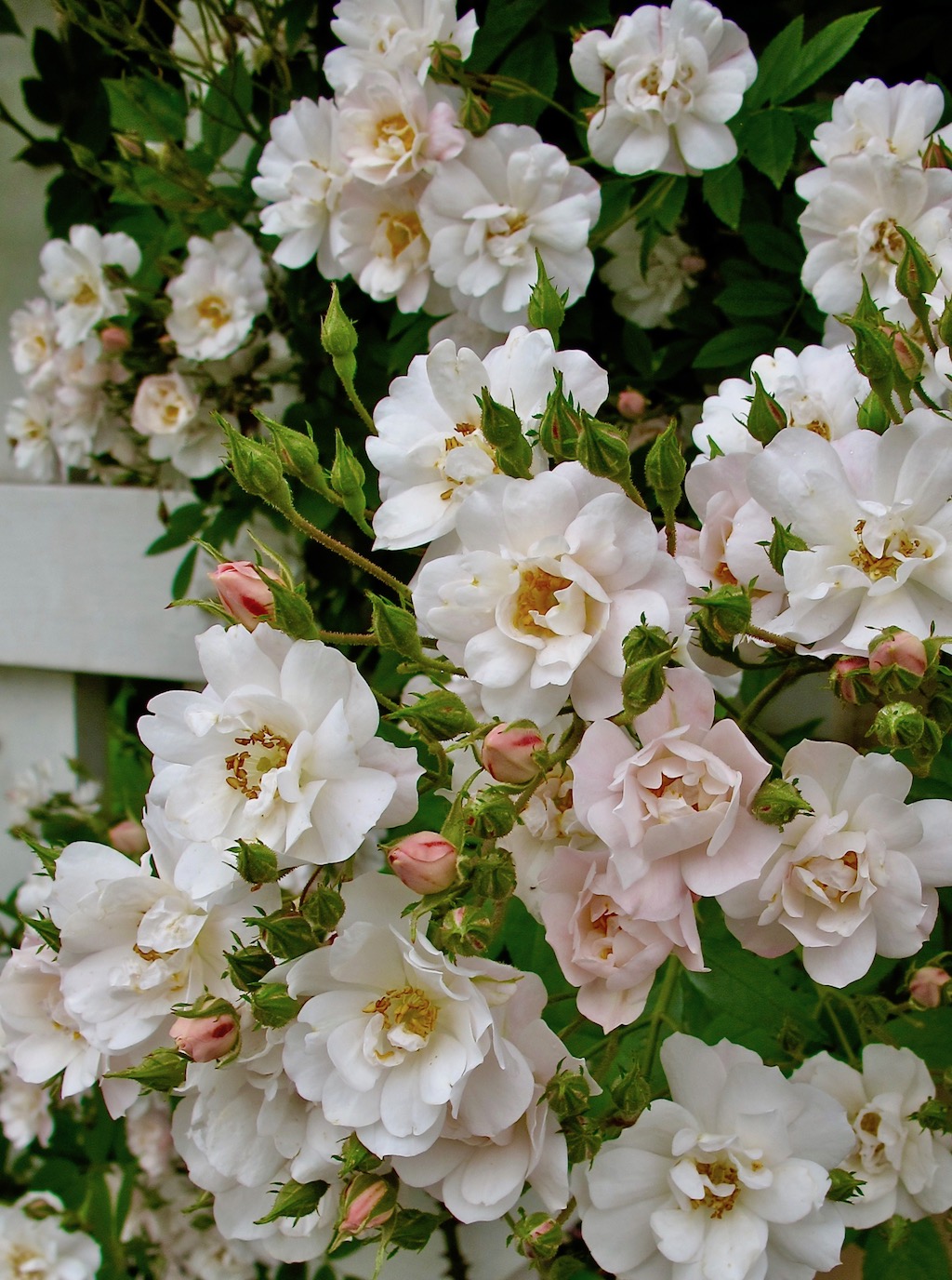 Prolific Shrub And Rambler Roses – Susan Rushton