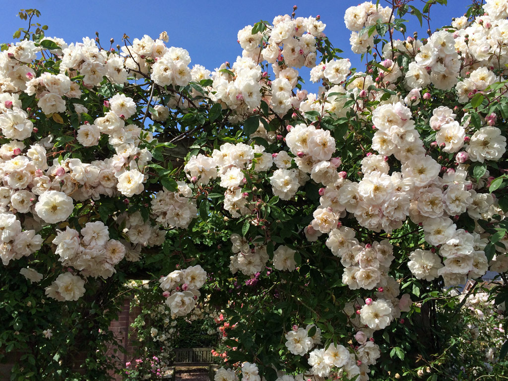 Prolific Shrub And Rambler Roses – Susan Rushton
