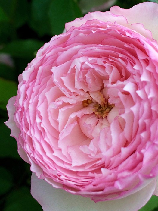Mill on The Floss – a new pink English rose for 2018 – Susan Rushton