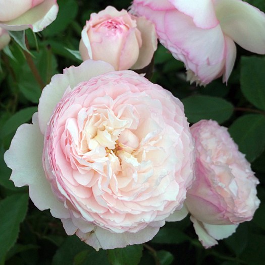 Mill on The Floss – a new pink English rose for 2018 – Susan Rushton