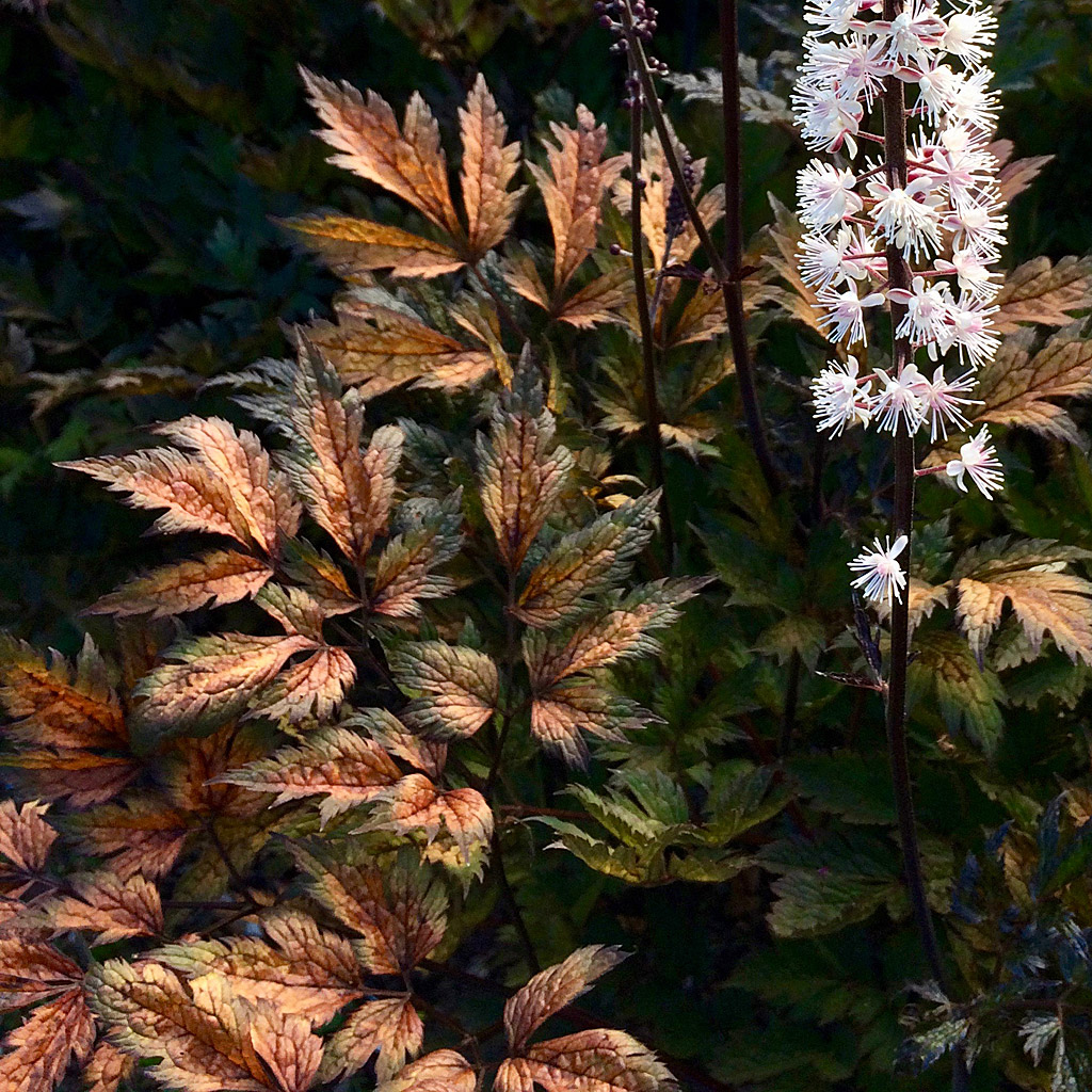 Six on Saturday: Trentham Gardens in Late September – Susan Rushton