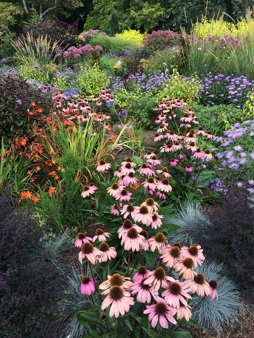 River of Echinaceas at Bressingham – Susan Rushton