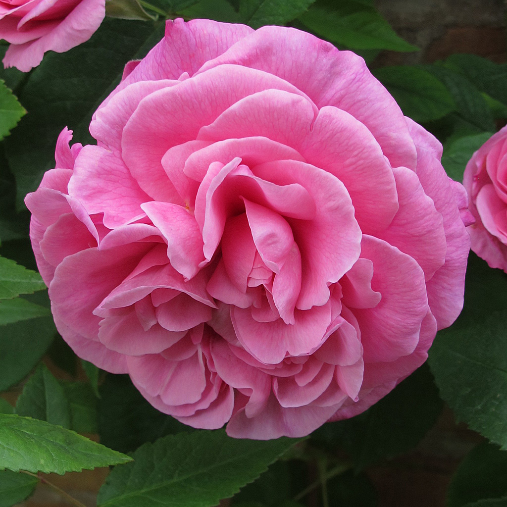The Very Fragrant Rose ‘Gertrude Jekyll’ – Susan Rushton