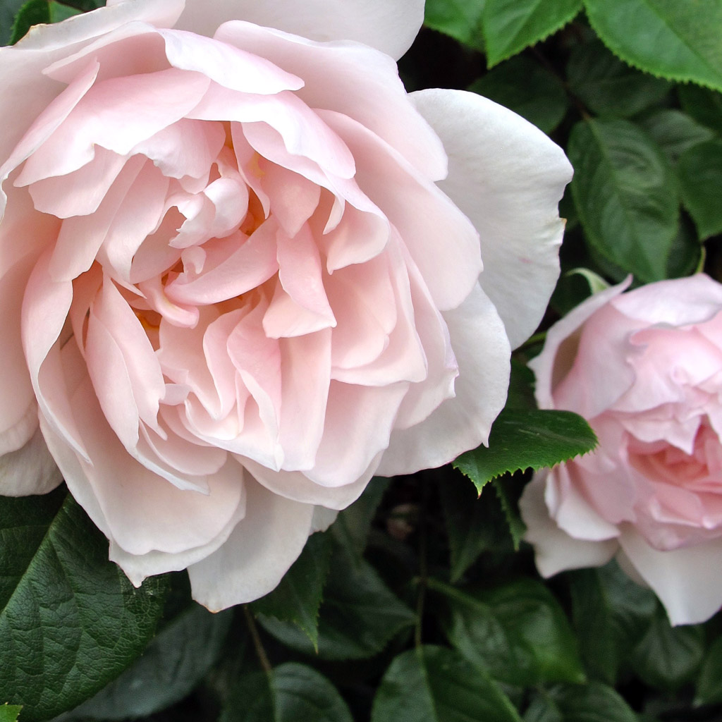 ‘The Generous Gardener’ Rose (Plus A Riff On Leaves) – Susan Rushton