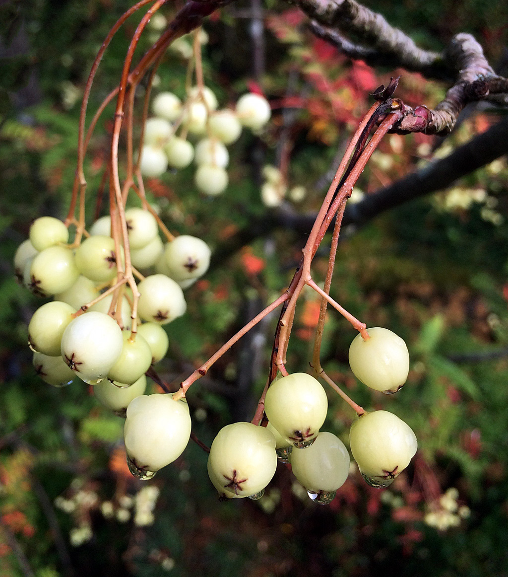 Sorbus Eburnea Berries – Susan Rushton