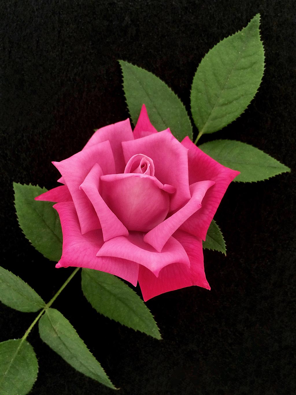 One Perfect Rose – Susan Rushton