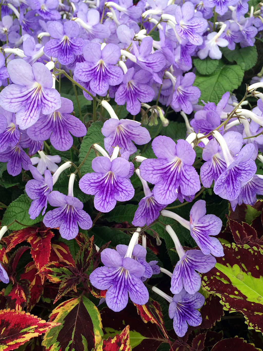 Virtual Streptocarpus Collection – Susan Rushton