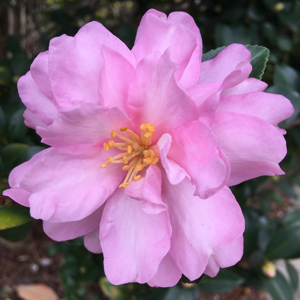 TimesSquare: Camellia Time – Susan Rushton