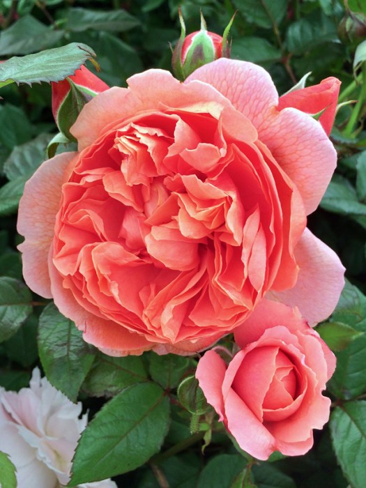 Rosa Summer Song – Susan Rushton