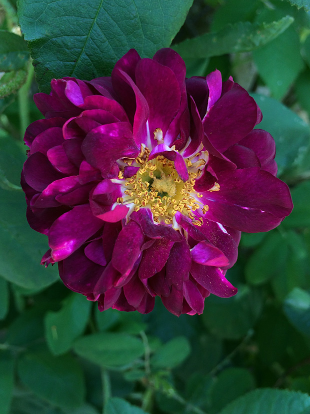 Rosa ‘Tuscany Superb’: A Crimson Purple Gallica Rose With A Classic Old ...