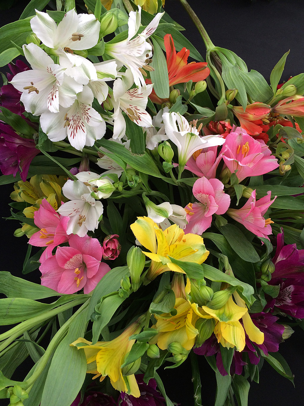 Painterly Alstroemerias – Susan Rushton