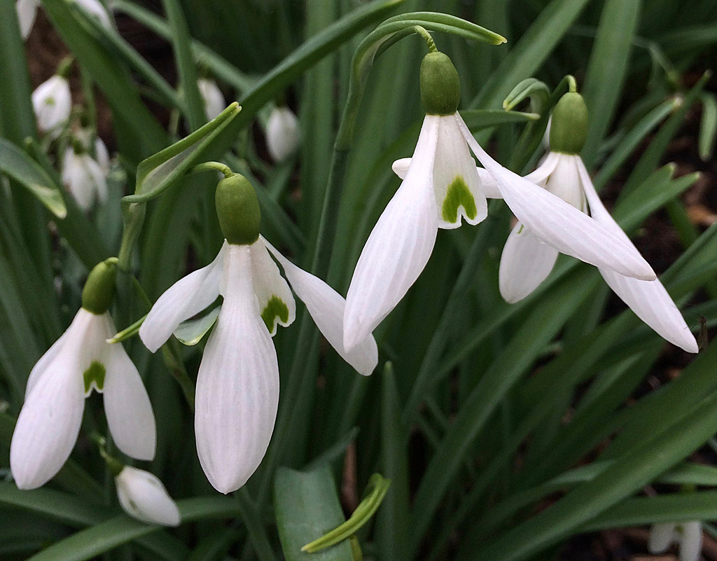 Where to See Snowdrops In Lancashire in 2020 – Susan Rushton