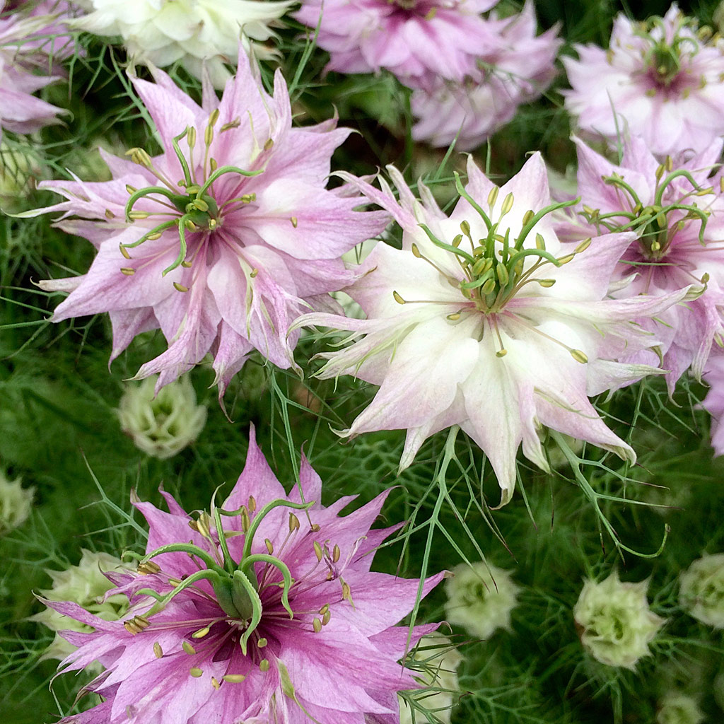 Cottage Garden Plants: Pink love-in-a-mist – Susan Rushton