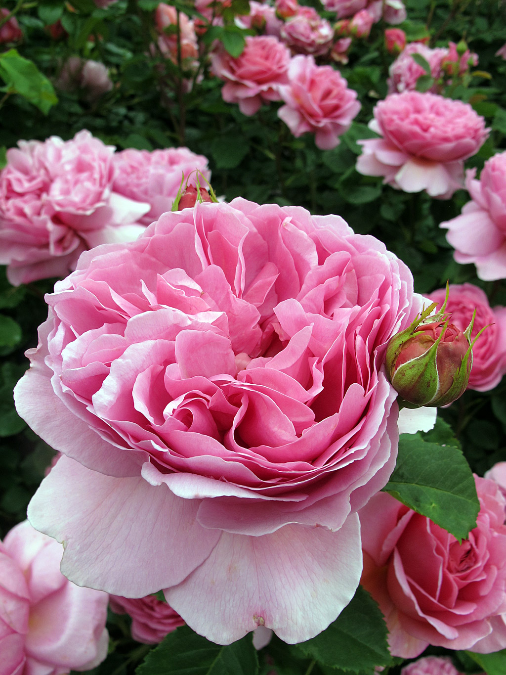 More English Roses, Anyone? – Susan Rushton