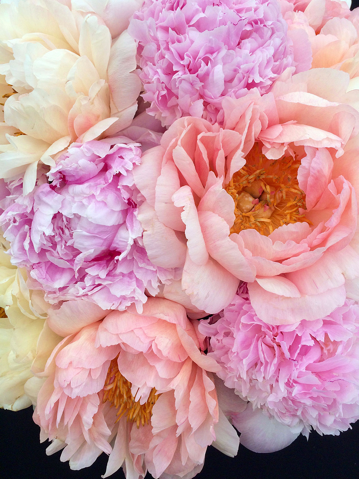 A Celebration Of Peonies – Susan Rushton