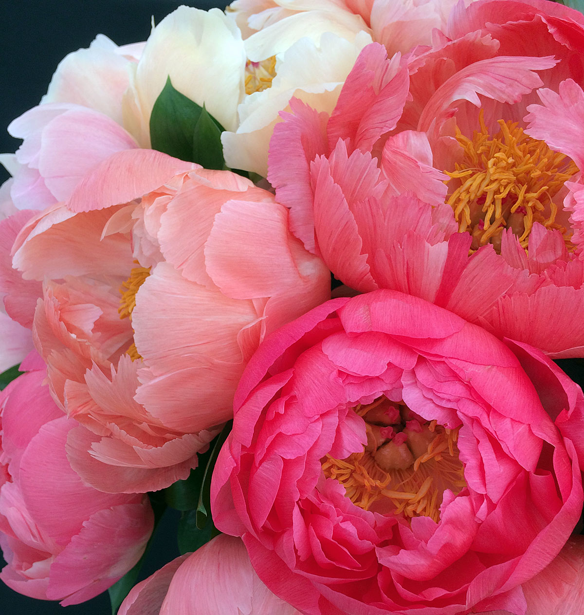 A Celebration Of Peonies – Susan Rushton