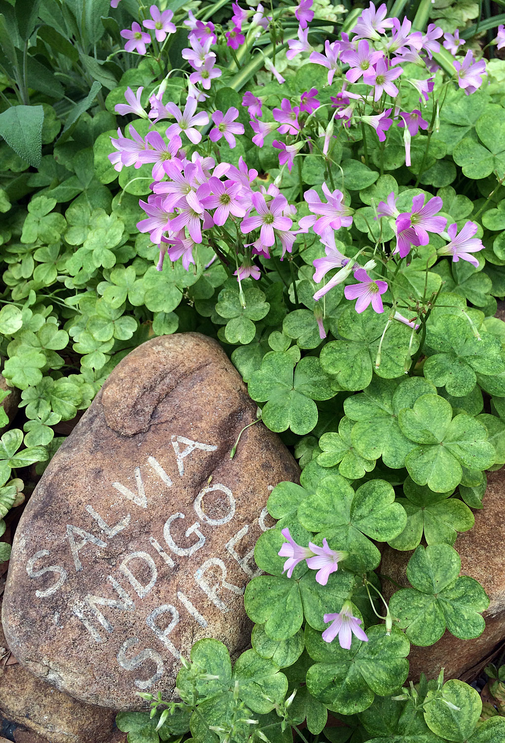 Stone plant label – Susan Rushton