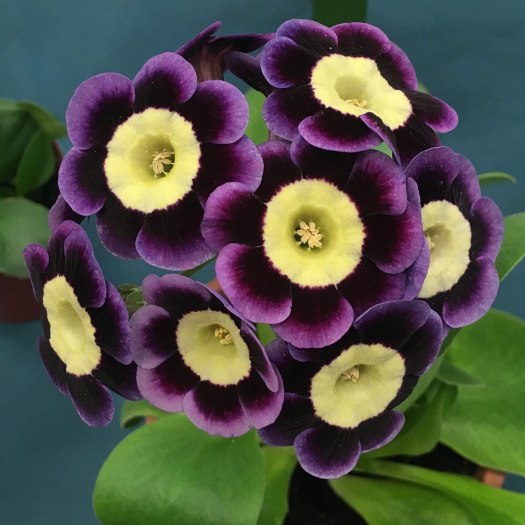 Auricula Gallery from the Northern Section’s Cheadle Show 2019 – Susan ...