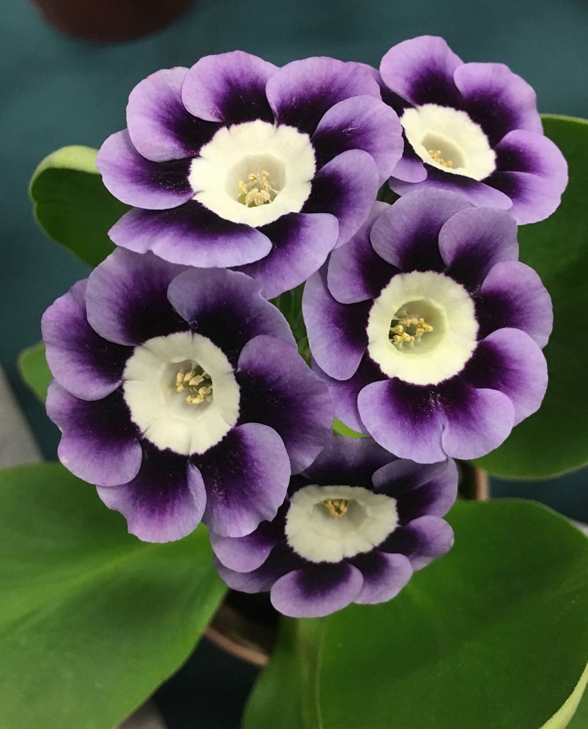 Auricula Gallery from the Northern Section’s Cheadle Show 2019 – Susan ...