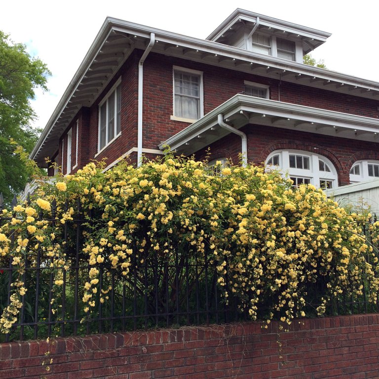 Beautiful Ways To Train And Support Rambling Roses – Susan Rushton