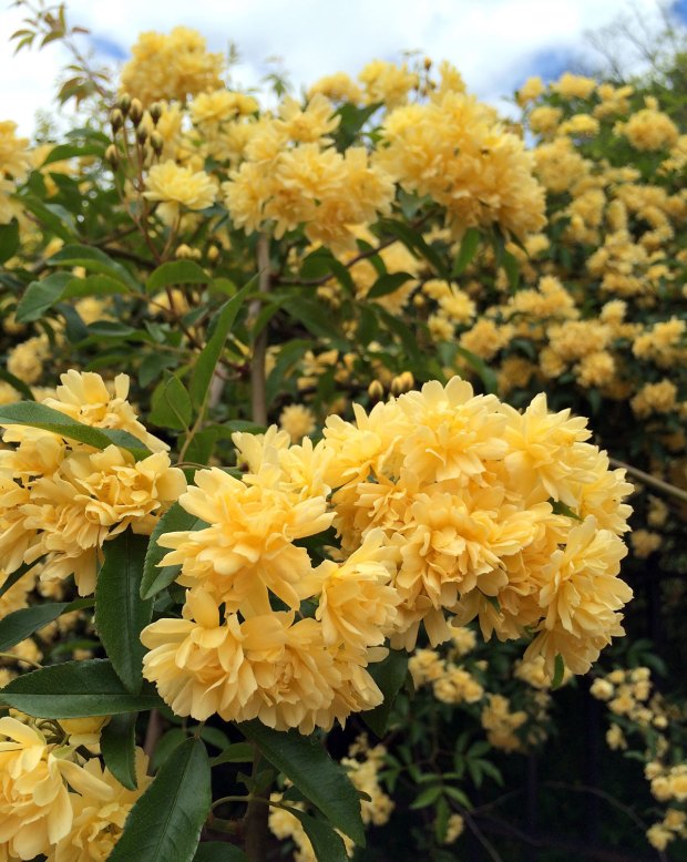 Yellow Lady Banks’ Rose (Rosa banksiae ‘Lutea’) – Susan Rushton