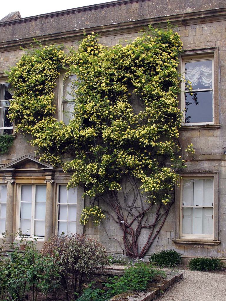 Yellow Lady Banks’ Rose (Rosa banksiae ‘Lutea’) – Susan Rushton