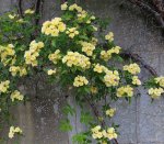 Yellow Lady Banks’ Rose (Rosa banksiae ‘Lutea’) – Susan Rushton