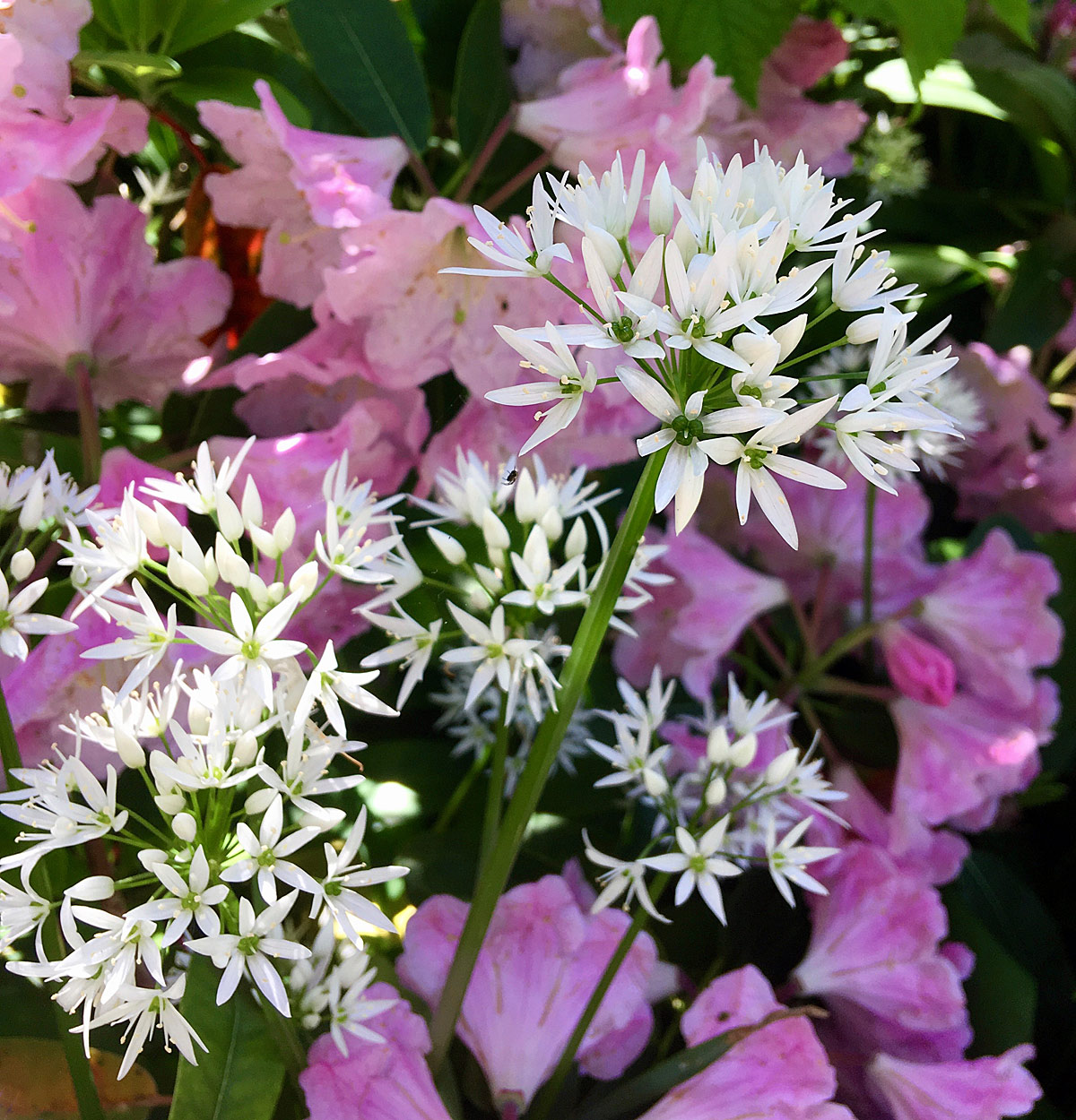 Floral Pictures: Wild Garlic and a Handkerchief Tree – Susan Rushton