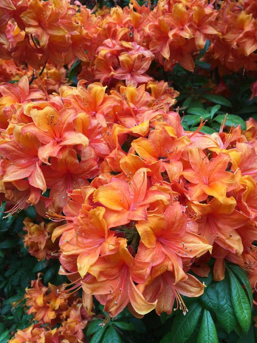 Orange azalea – Susan Rushton