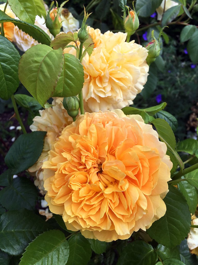 RHS Rosemoor Garden’s Rose Festival: Heaven on Earth – Susan Rushton