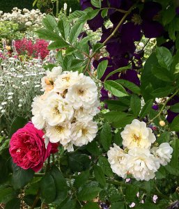 RHS Rosemoor Garden’s Rose Festival: Heaven on Earth – Susan Rushton