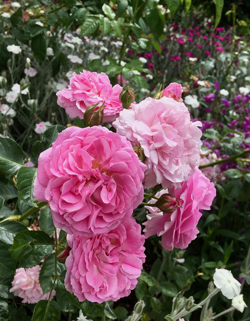 RHS Rosemoor Garden’s Rose Festival: Heaven on Earth – Susan Rushton