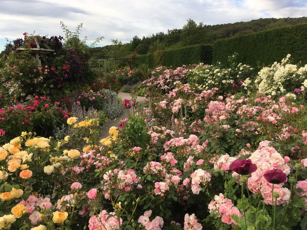 RHS Rosemoor Garden’s Rose Festival: Heaven on Earth – Susan Rushton