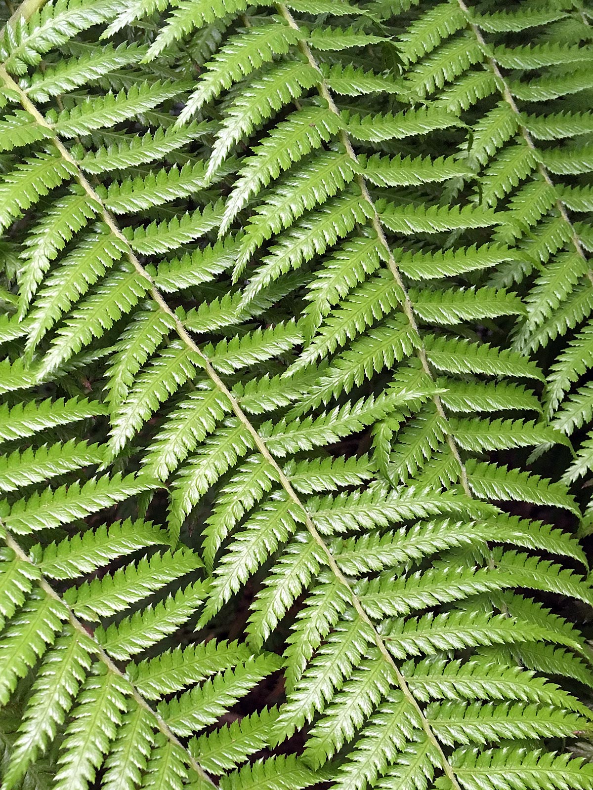 Aid to Meditation: Tree Fern Fronds – Susan Rushton