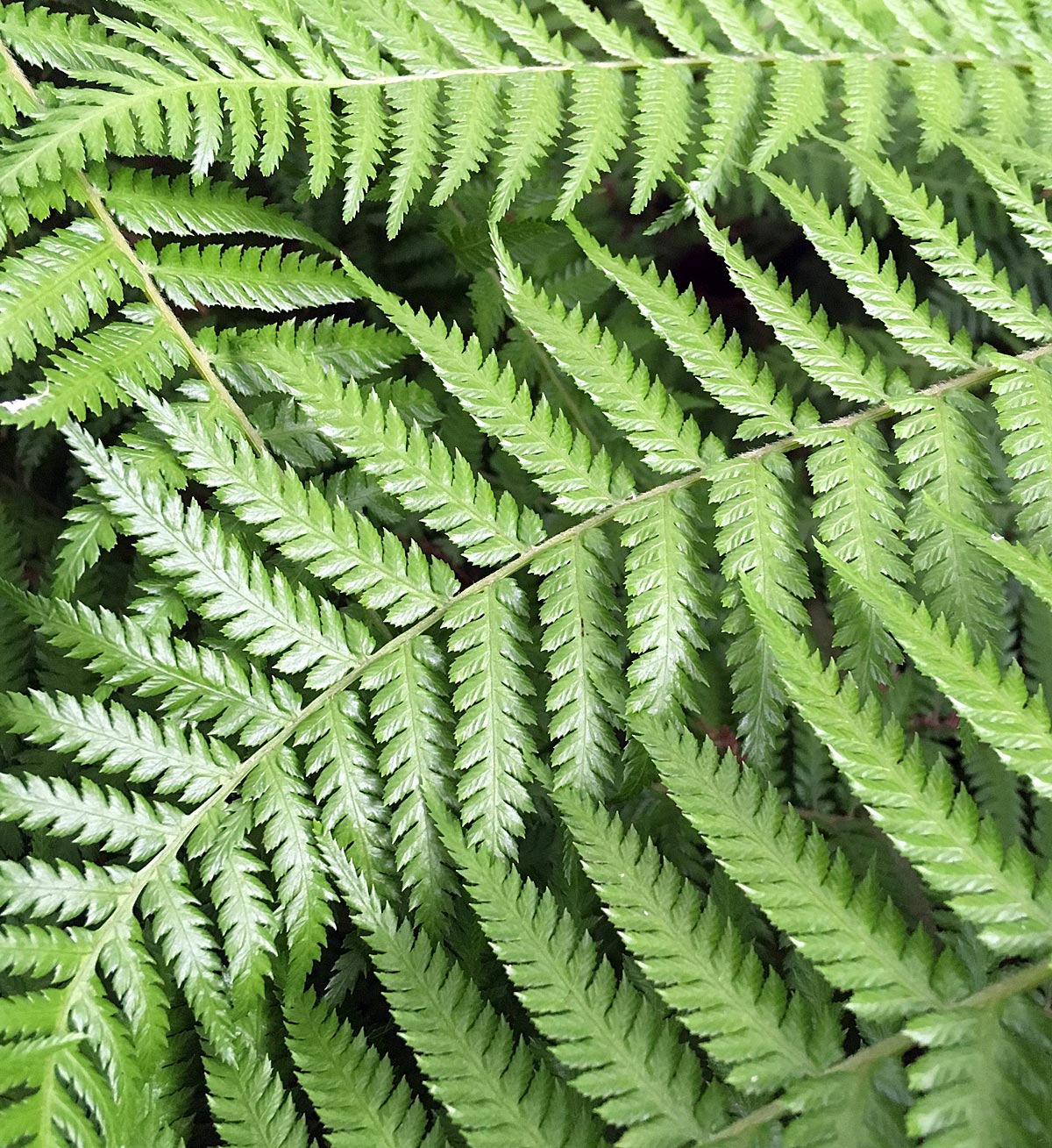 Aid to Meditation: Tree Fern Fronds – Susan Rushton
