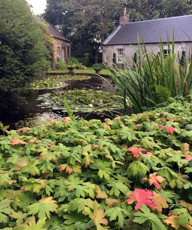 Great Companion Plants For a Cottage Garden: Geraniums – Susan Rushton