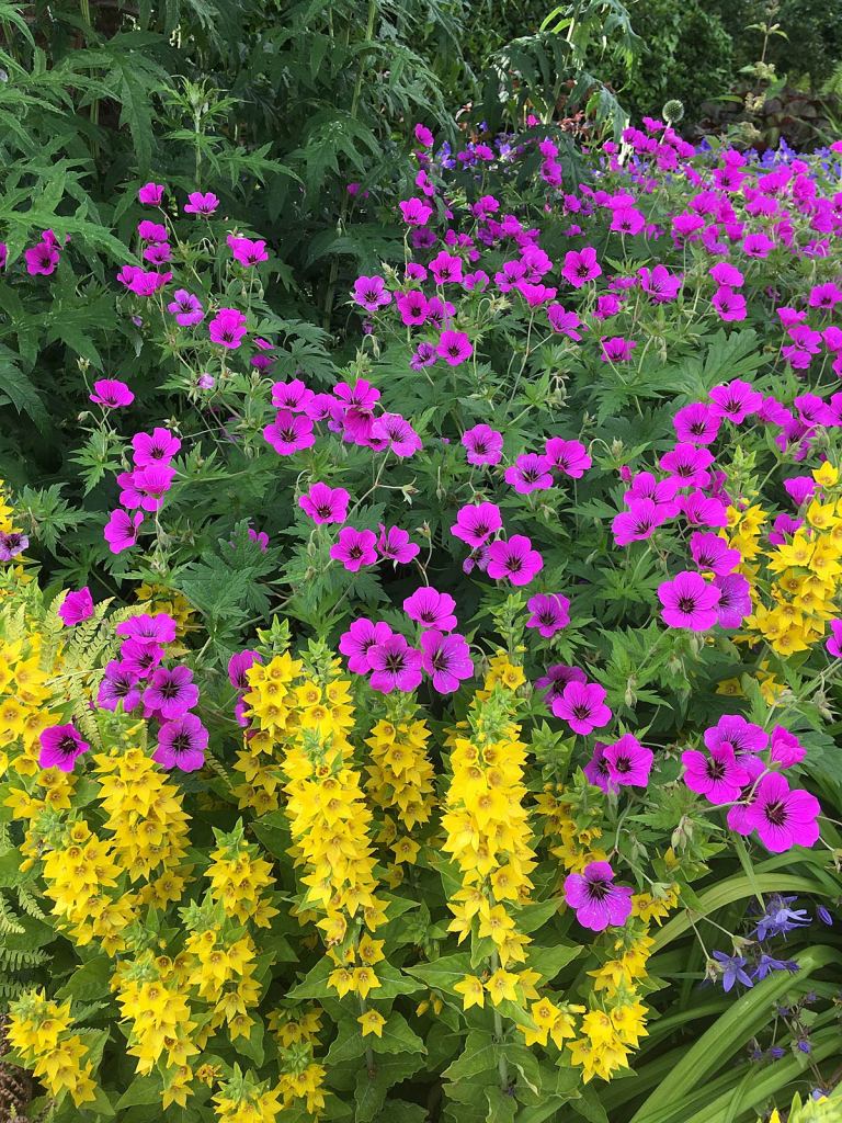 Great Companion Plants For a Cottage Garden: Geraniums – Susan Rushton