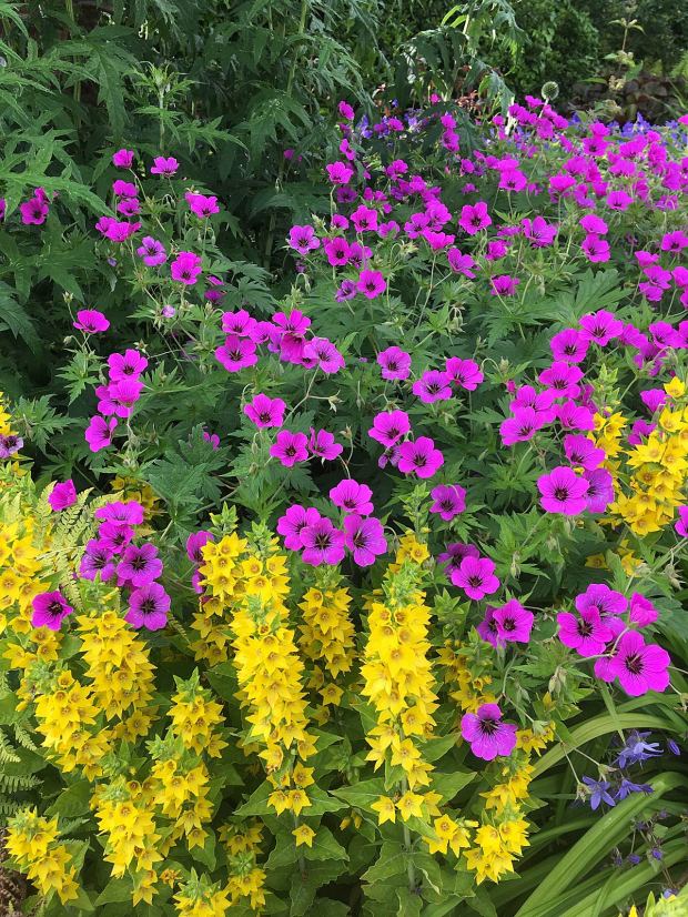 Great Companion Plants For a Cottage Garden: Geraniums – Susan Rushton