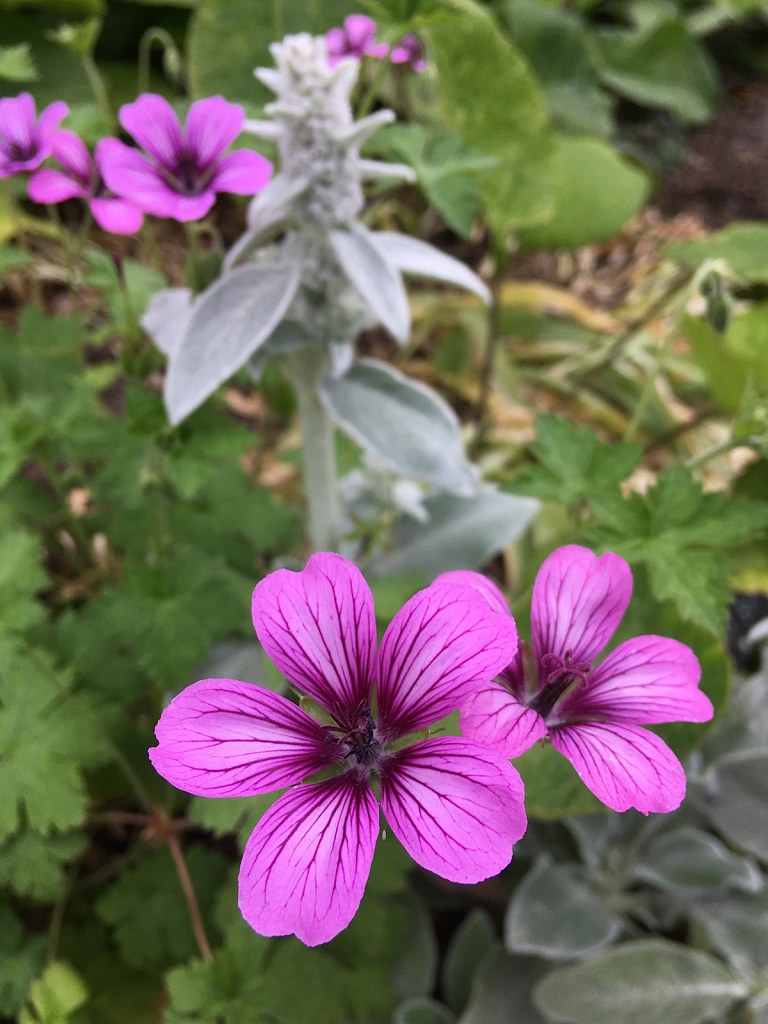 Great Companion Plants For a Cottage Garden: Geraniums – Susan Rushton