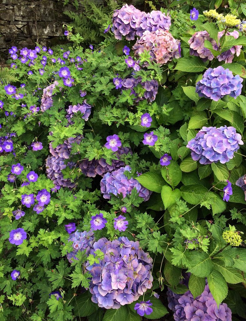 Great Companion Plants For a Cottage Garden: Geraniums – Susan Rushton
