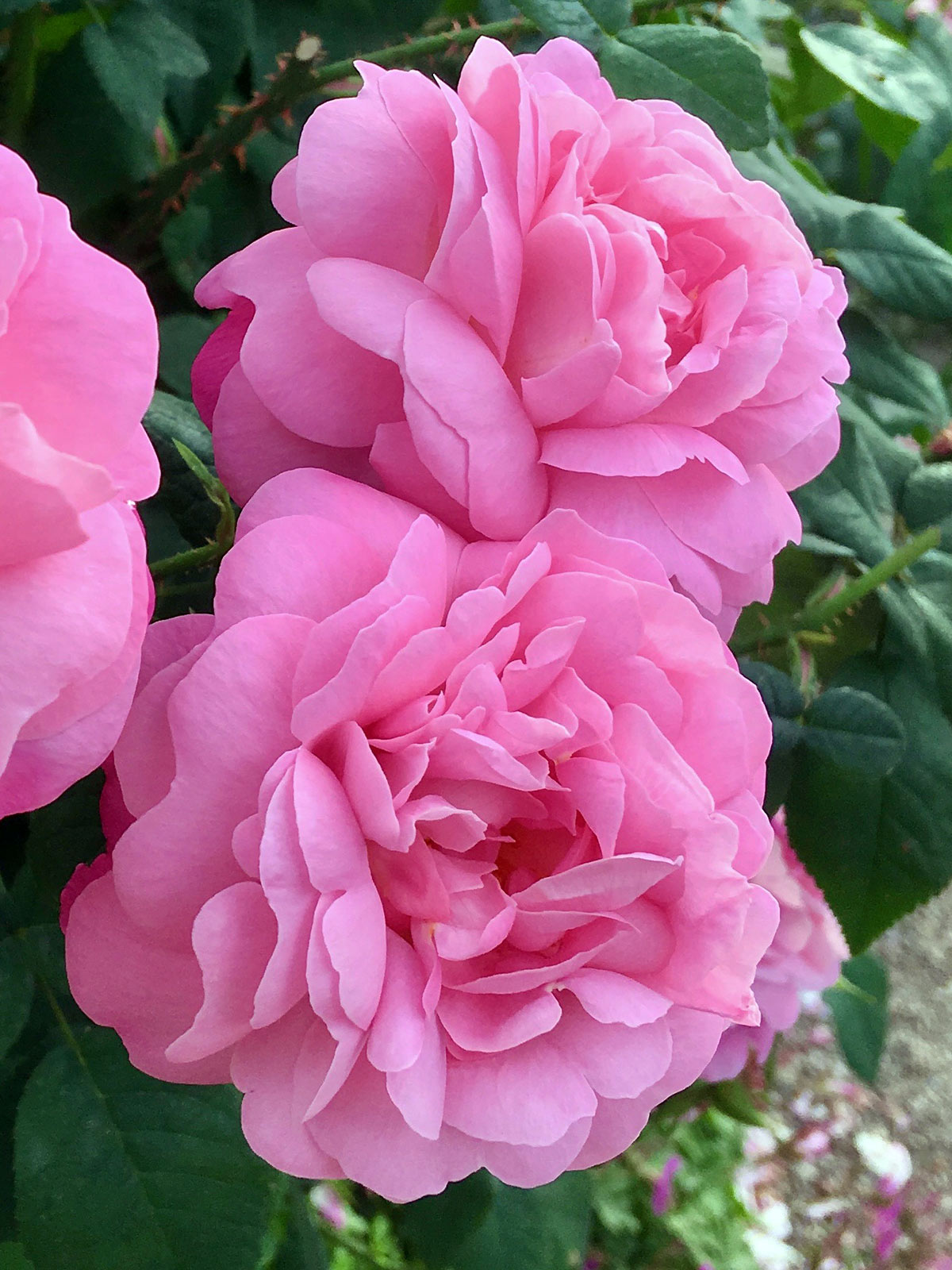 Pink Mystery Rose – Susan Rushton