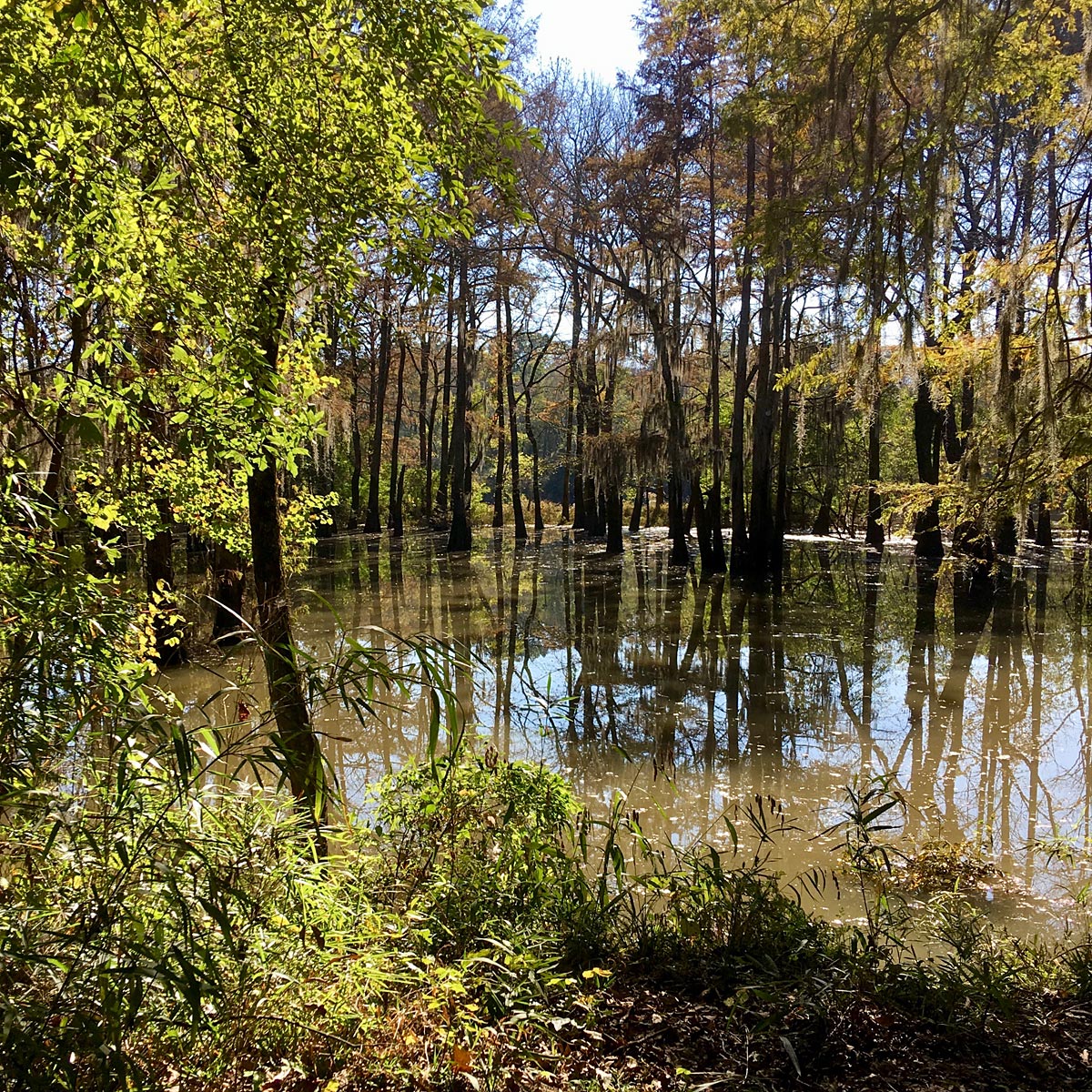 Comparing Lancashire Rainforest With Mississippi Backwater – Susan Rushton